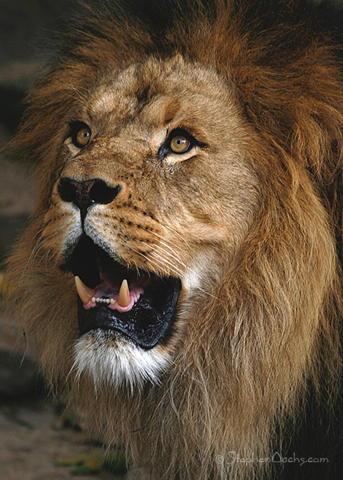 Photo Journal - Amsterdam, Netherlands, ARTIS Zoo