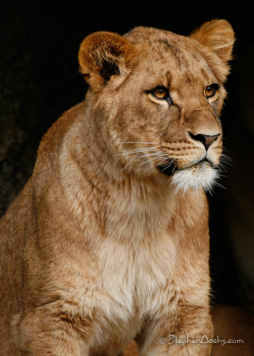 Stephen Oachs Photography - "The Wild Side" Slide Show